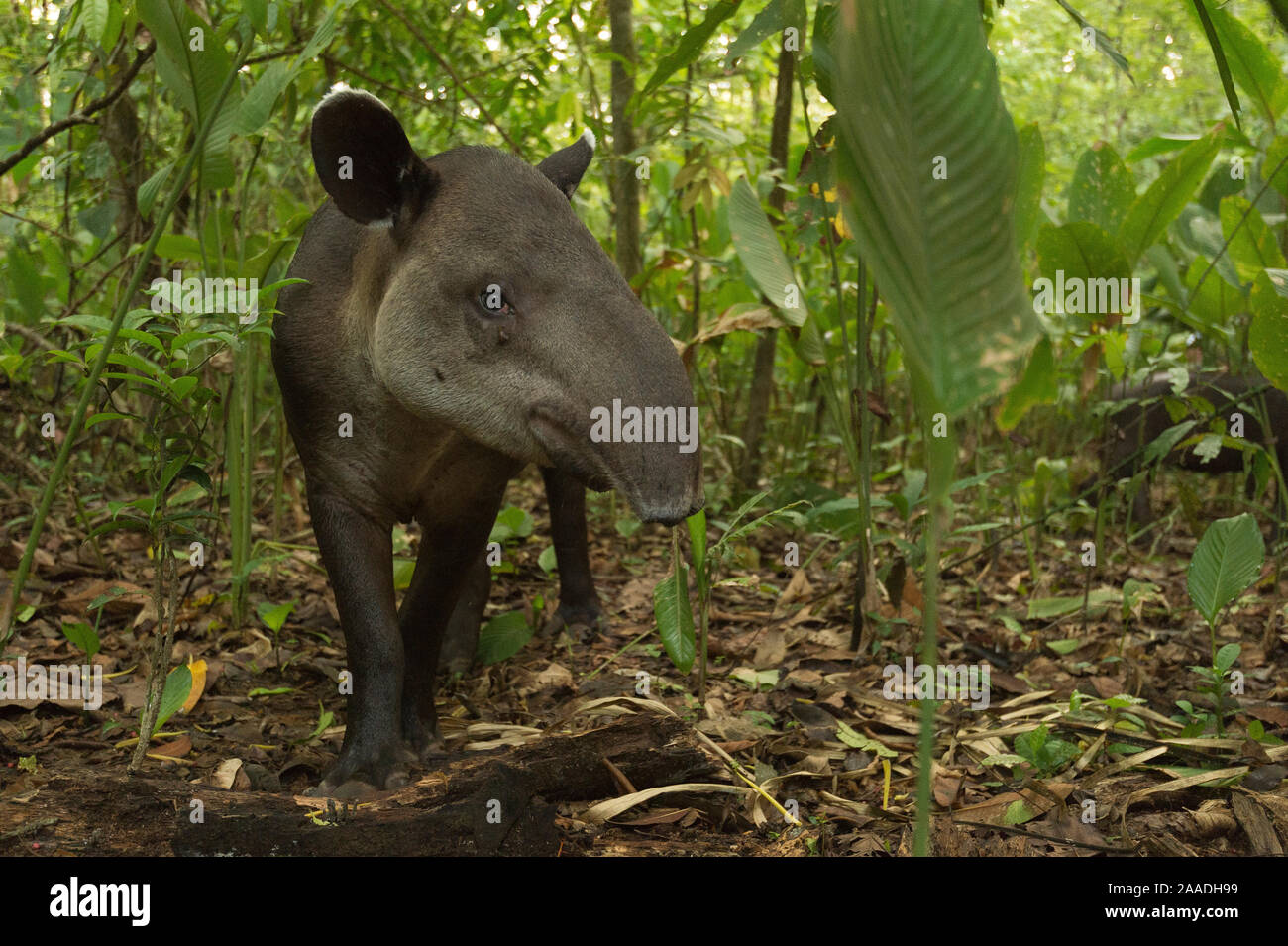 Baird's tapir (Tapirus bairdii) Corcovado National Park, Costa Rica ...