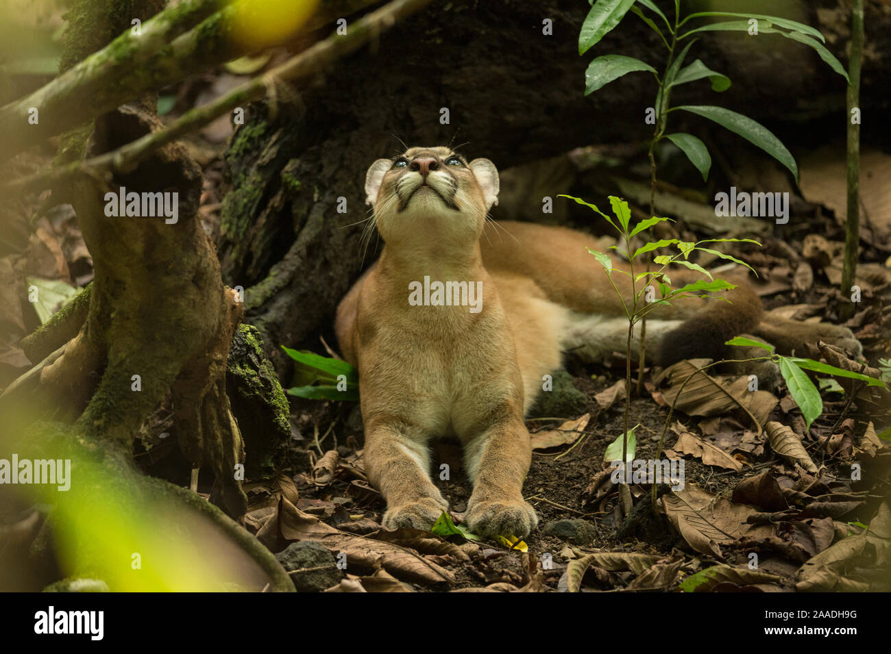 Puma (Puma concolor) looking upwards, Corcovado National Park, Costa ...