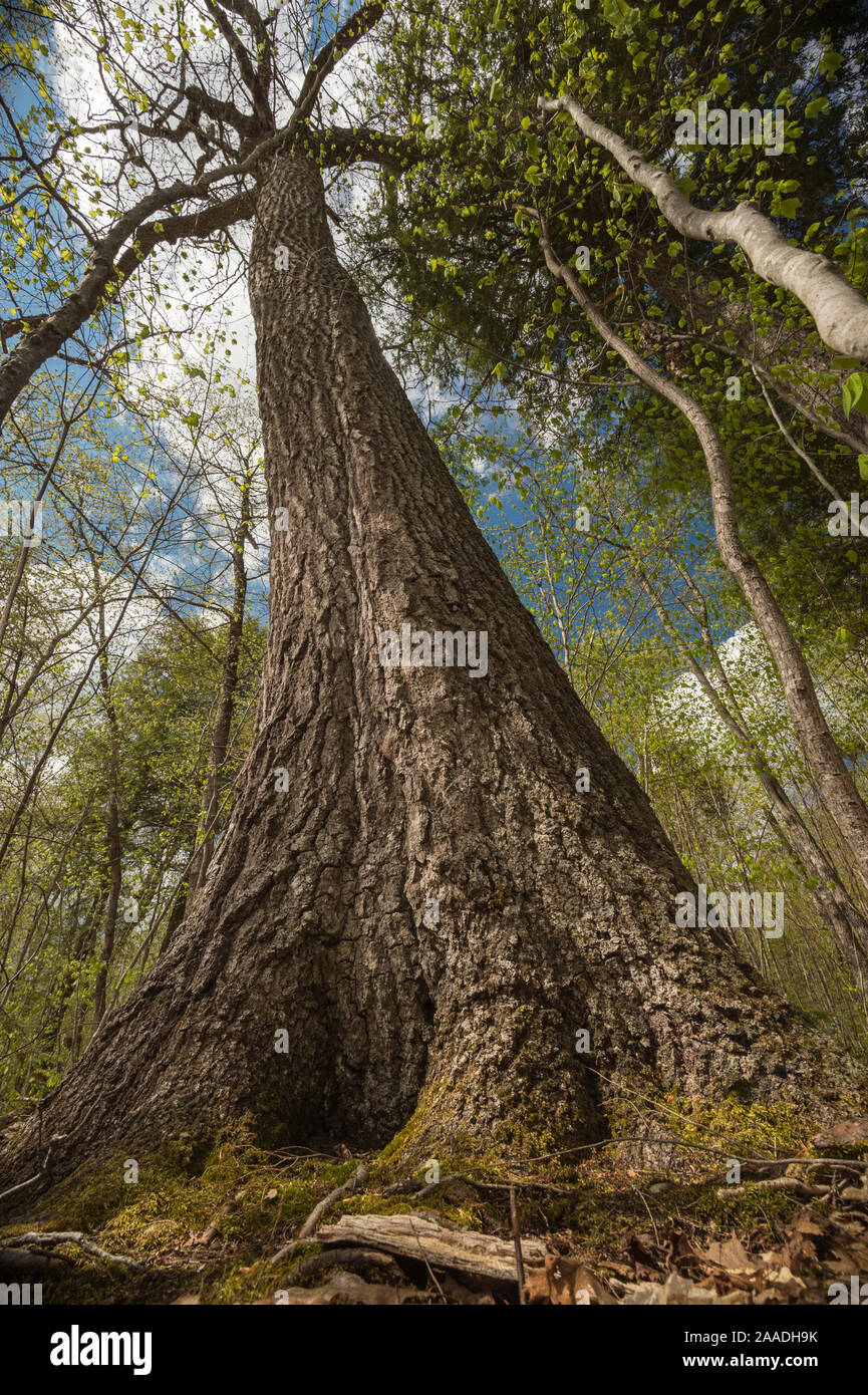 Red oak (Quercus rubra) low angle view of trees, New Brunswick, Canada ...