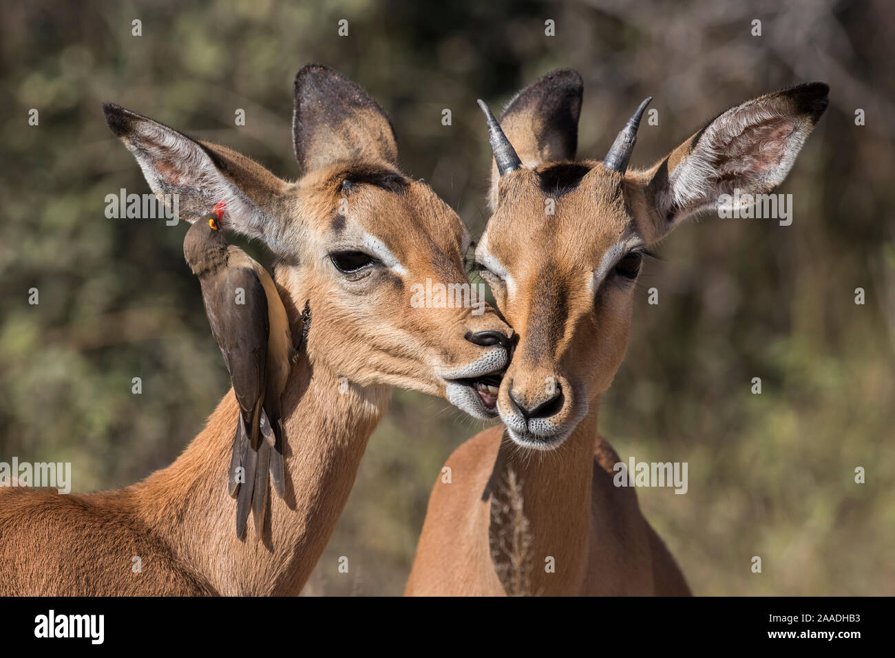 Impala (Aepyceros melampus) with redbilled oxpecker (Buphagus ...