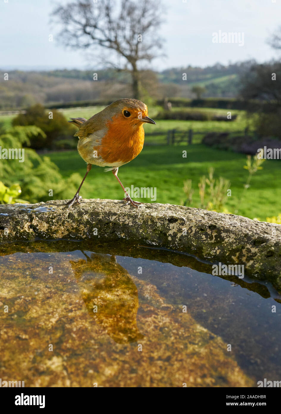 Robin (Erithacus rubecula) at bird bath, Sussex, England, UK. April ...