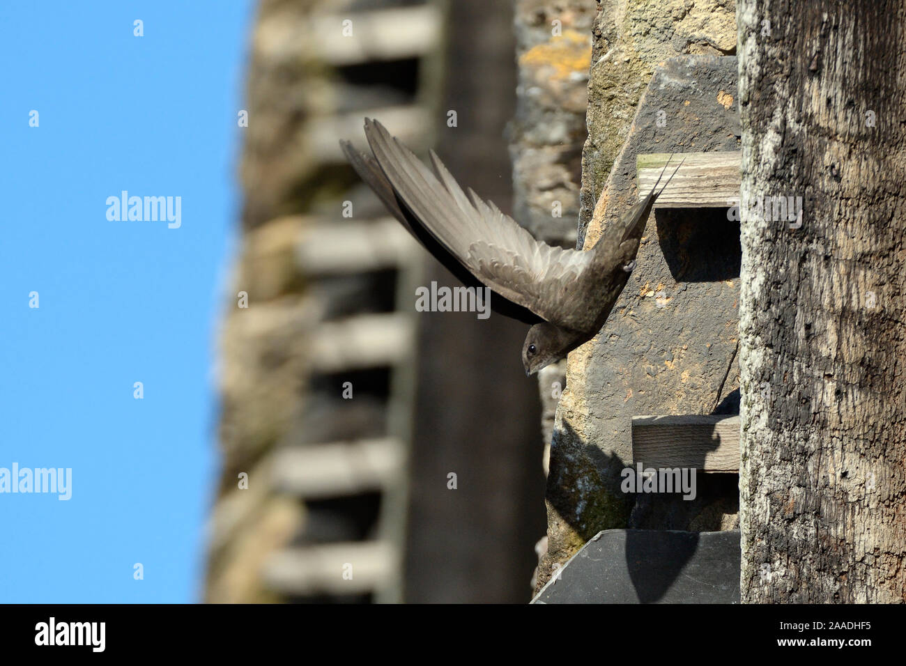 Swift bird nest hi-res stock photography and images - Alamy