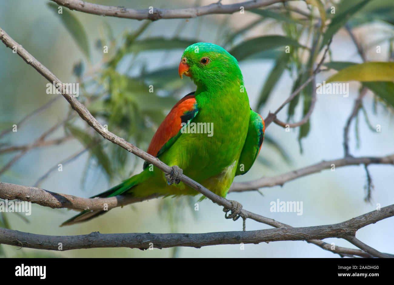 Red winged parrot aprosmictus erythropterus hi-res stock photography ...