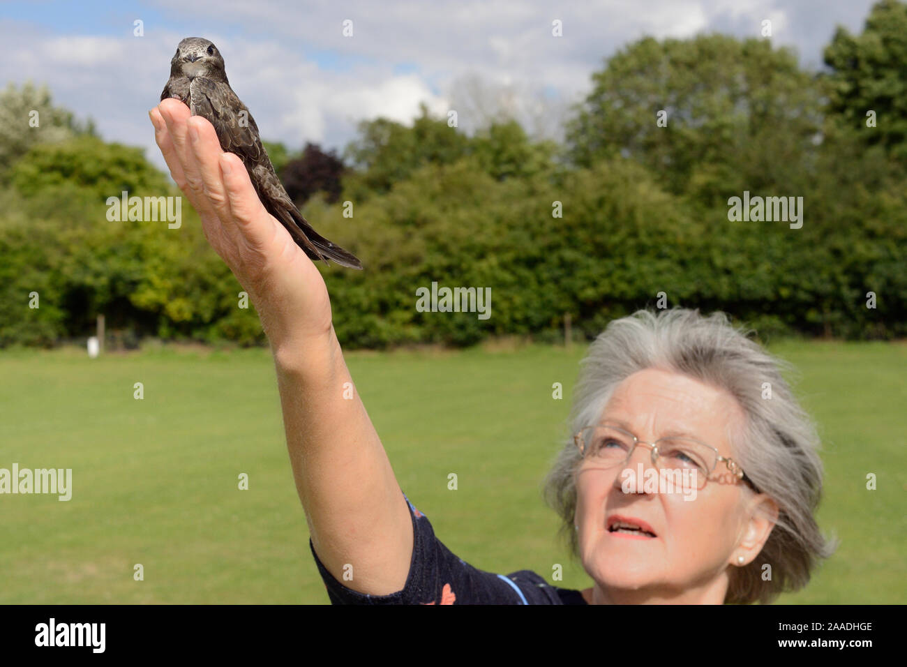 Eurasian swift apus apus hi-res stock photography and images - Alamy