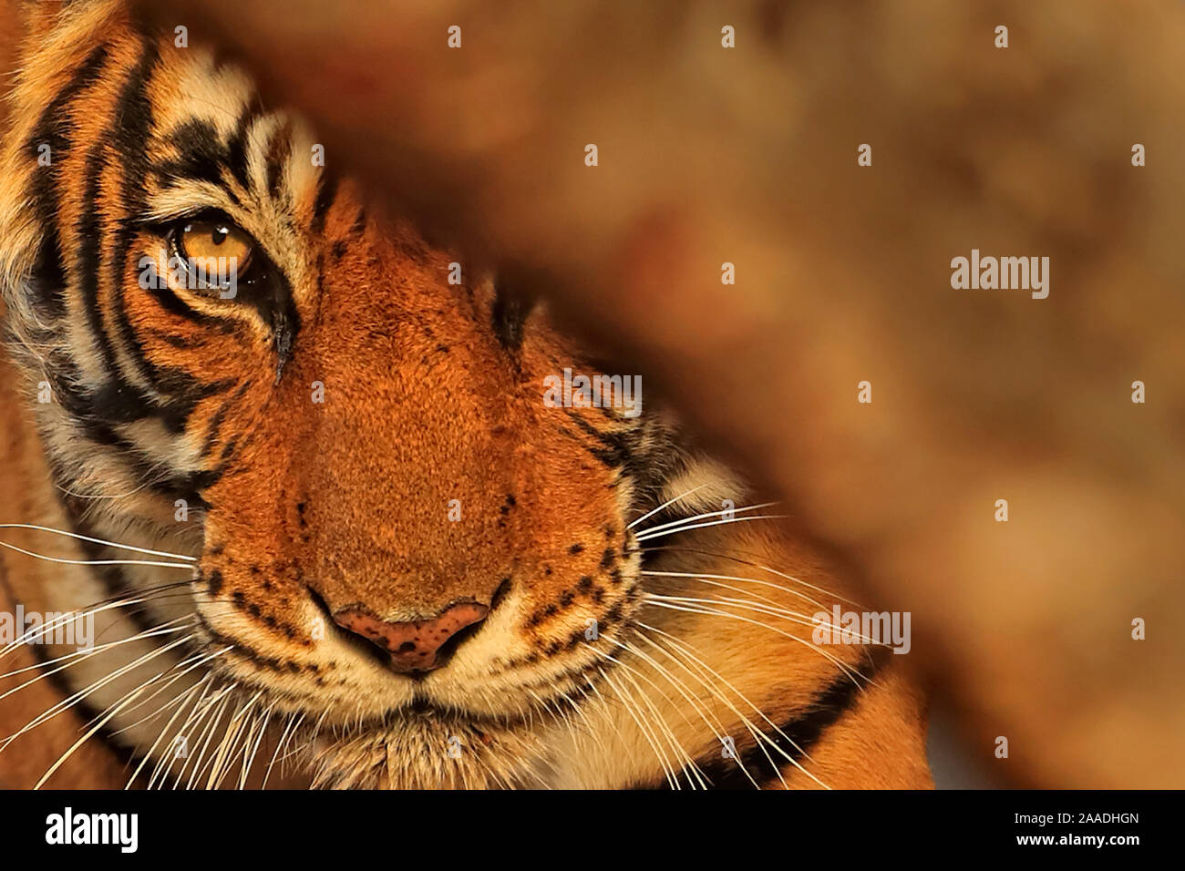 Bengal tiger (Panthera tigris) tigress 'Noor' peering from behind a ...