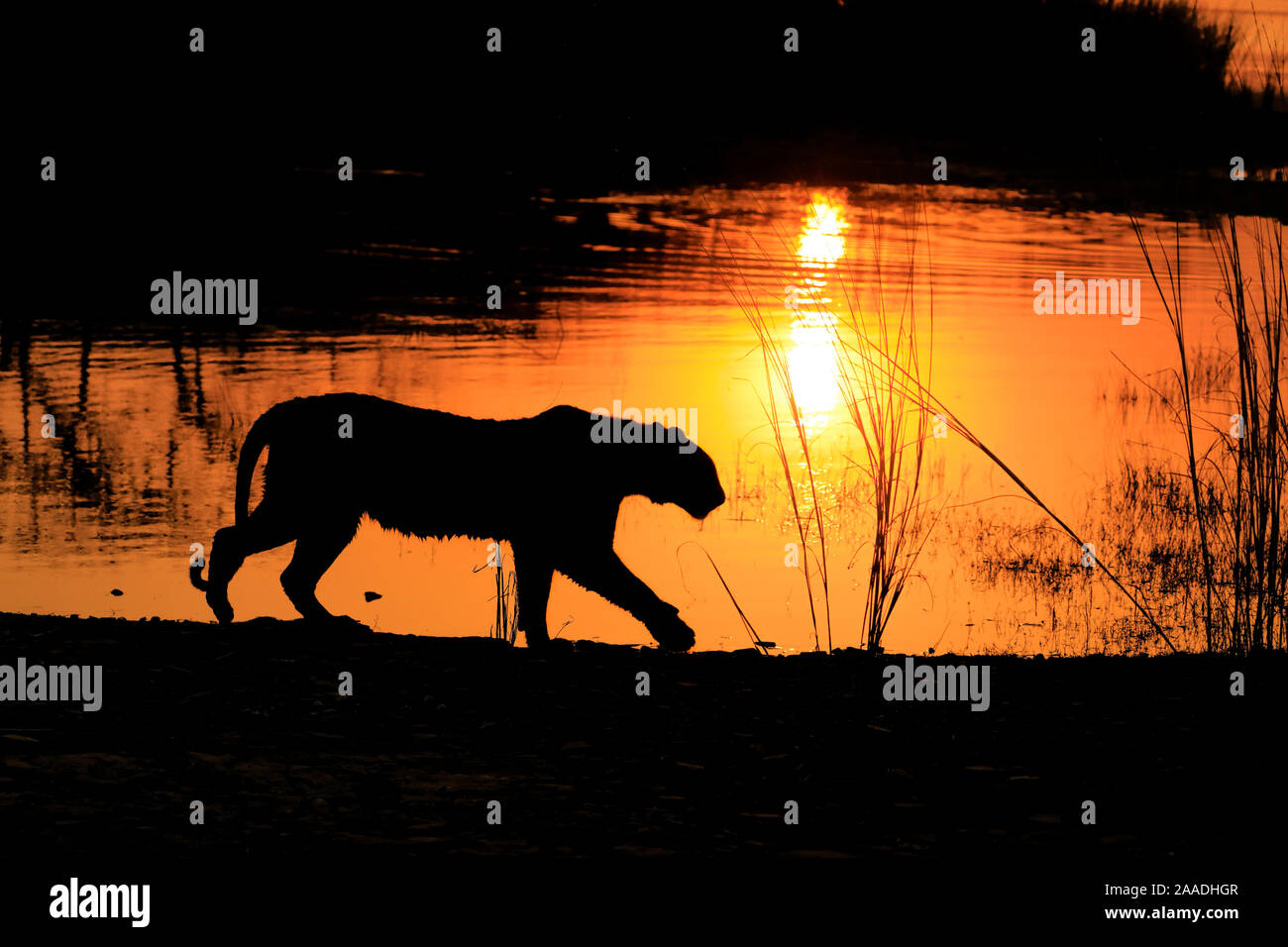 Indian sunset wildlife hi-res stock photography and images - Alamy