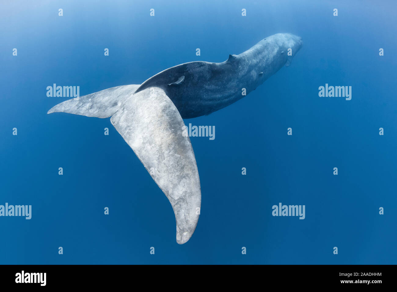 Balaenoptera musculus indica hi-res stock photography and images - Alamy