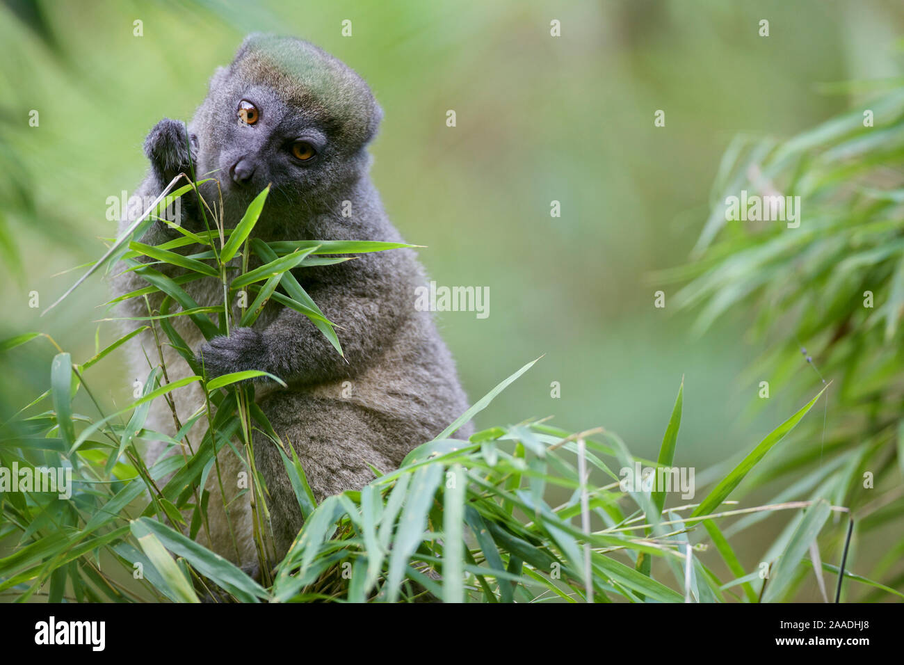 Northern bamboo lemur (Hapalemur occidentalis) eating bamboo ...