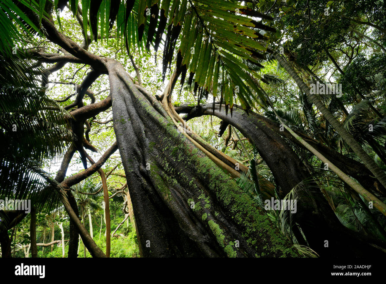 Lord howe islands hi-res stock photography and images - Alamy