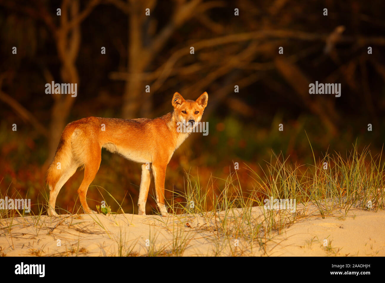 Dingo (Canis lupus dingo) on the beach at night, Fraser Island UNESCO ...