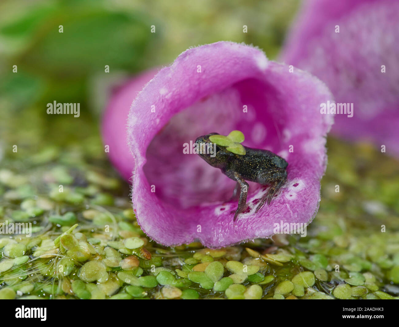 Toad life cycle hi-res stock photography and images - Alamy