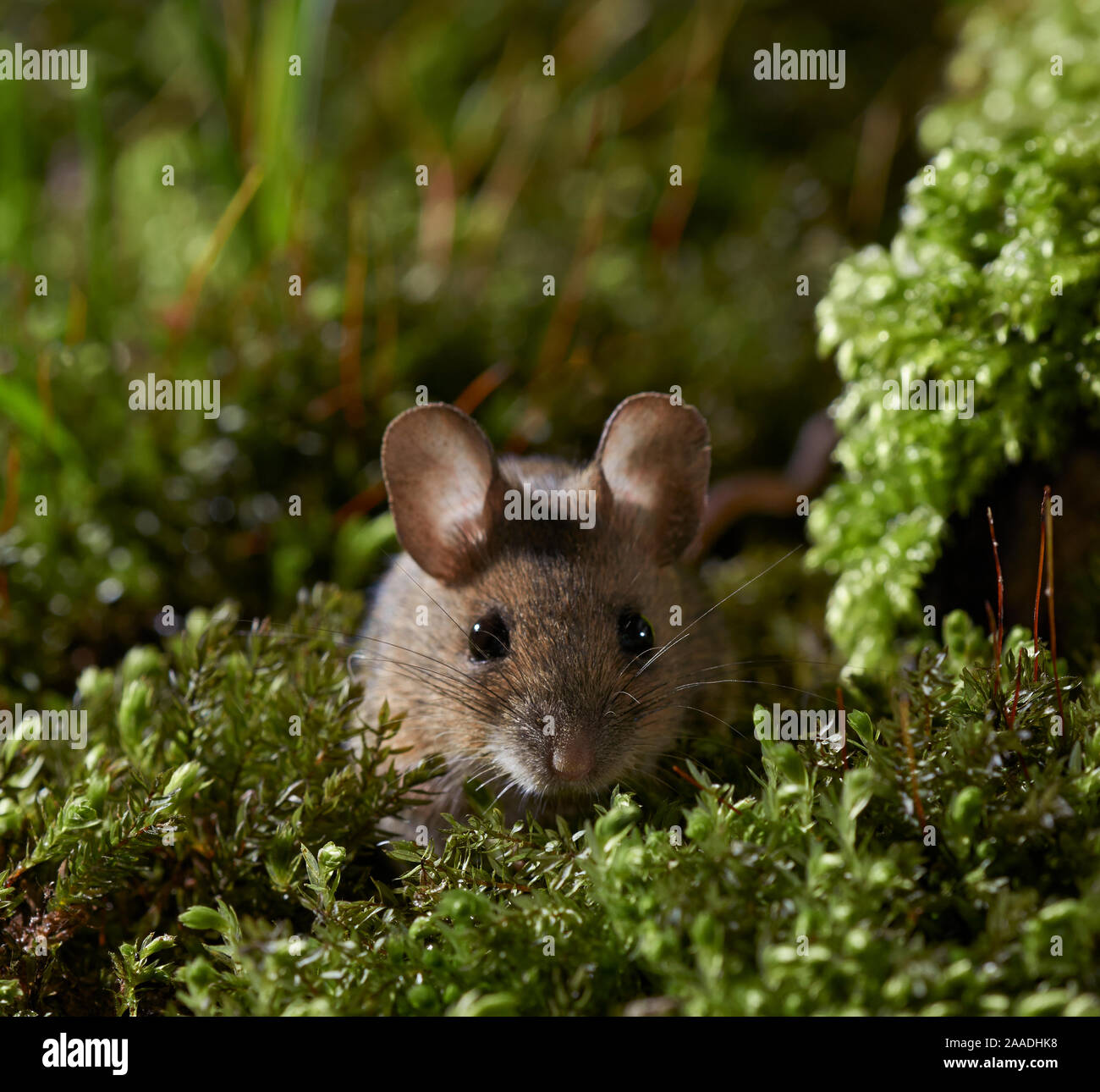 Wood mouse hi-res stock photography and images - Alamy