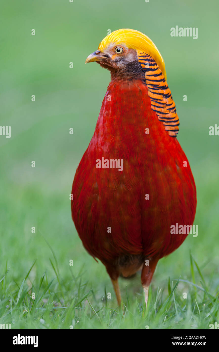 Golden pheasant red birds hi-res stock photography and images - Alamy