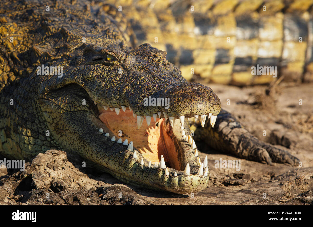 Nile crocodile (Crocodylus niloticus) Chobe National Park, Botswana ...