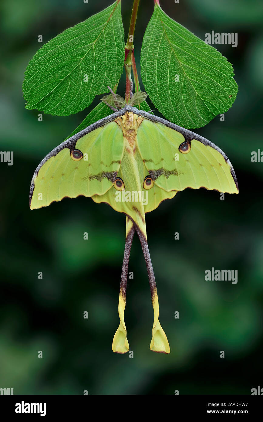 African moon moth (Argema mimosae) Western Serengeti, Tanzania Africa ...