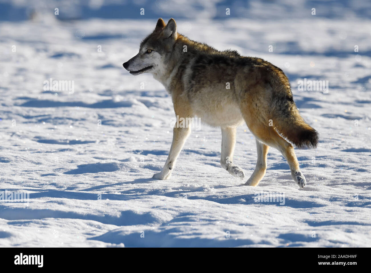 Tibetan wolf (Canis lupus) in snow, Keke Xili, Changtang, Tibetan ...