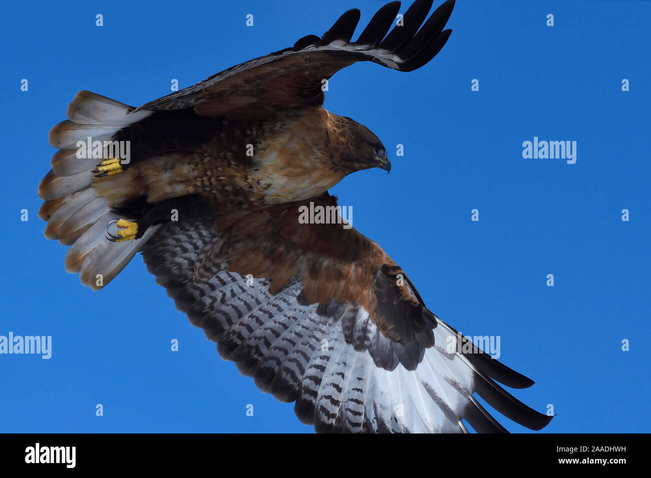Upland buzzard (Buteo hemilasius), Tibetan Plateau, Qinghai, China ...