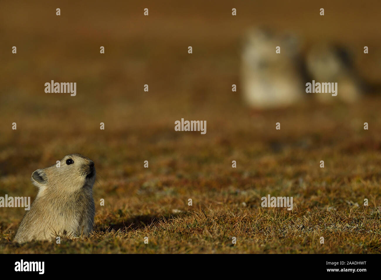 Plateau pikas hi-res stock photography and images - Alamy