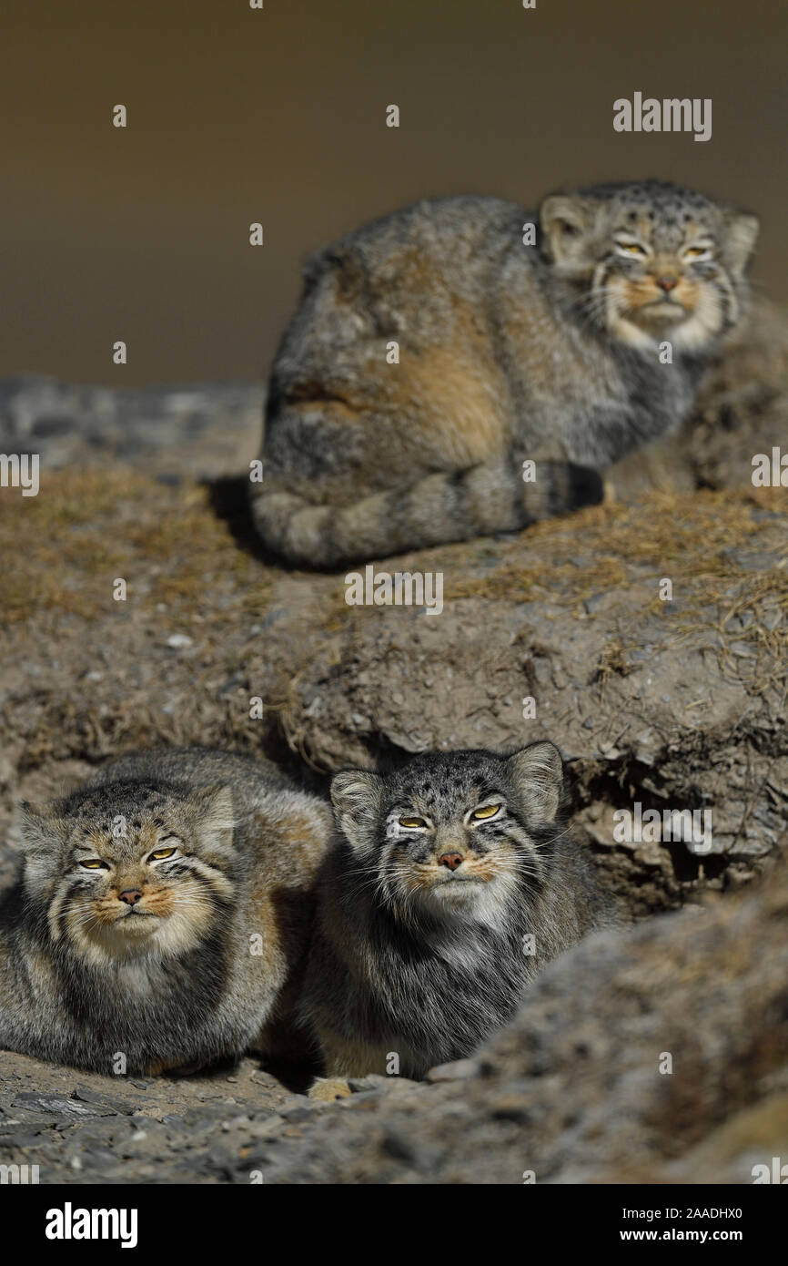 Pallas's cat (Otocolobus manul) three cats, Tibetan Plateau, Qinghai ...