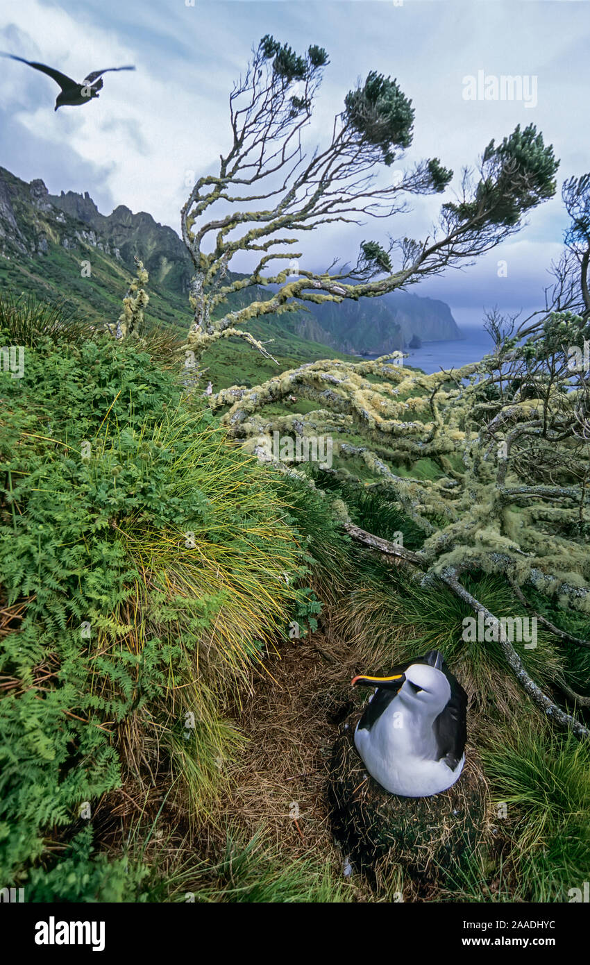 Yellow nosed albatross gough island hi-res stock photography and images ...