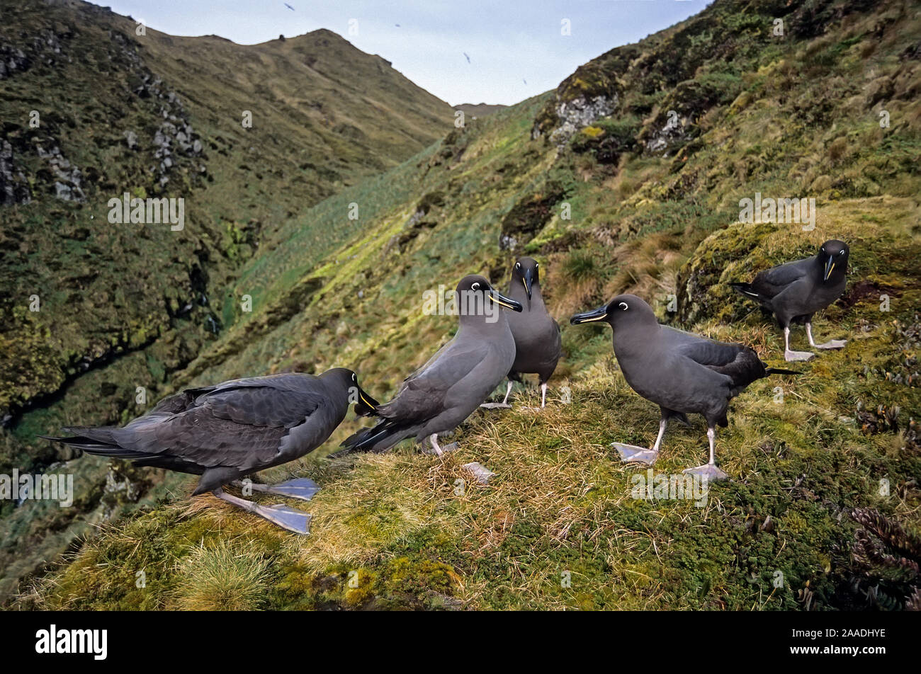 Sooty Albatross (Phoebetria fusca) group courting on high inland ridge ...