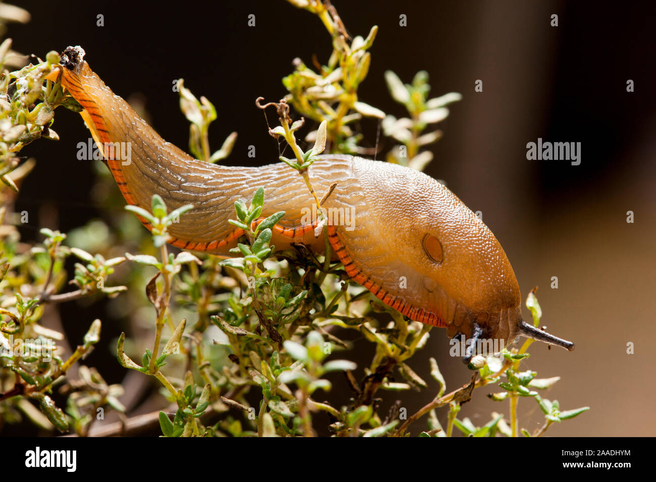 Red slug (Arion rufus), Bristol, England, UK, September Stock Photo - Alamy