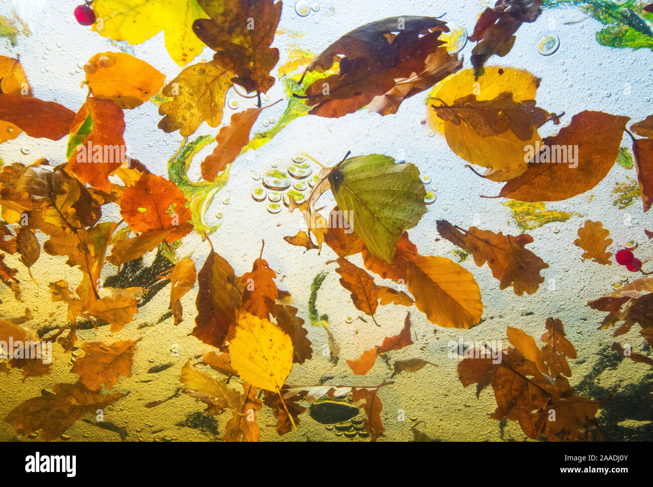 Floating leaf from below hi-res stock photography and images - Alamy