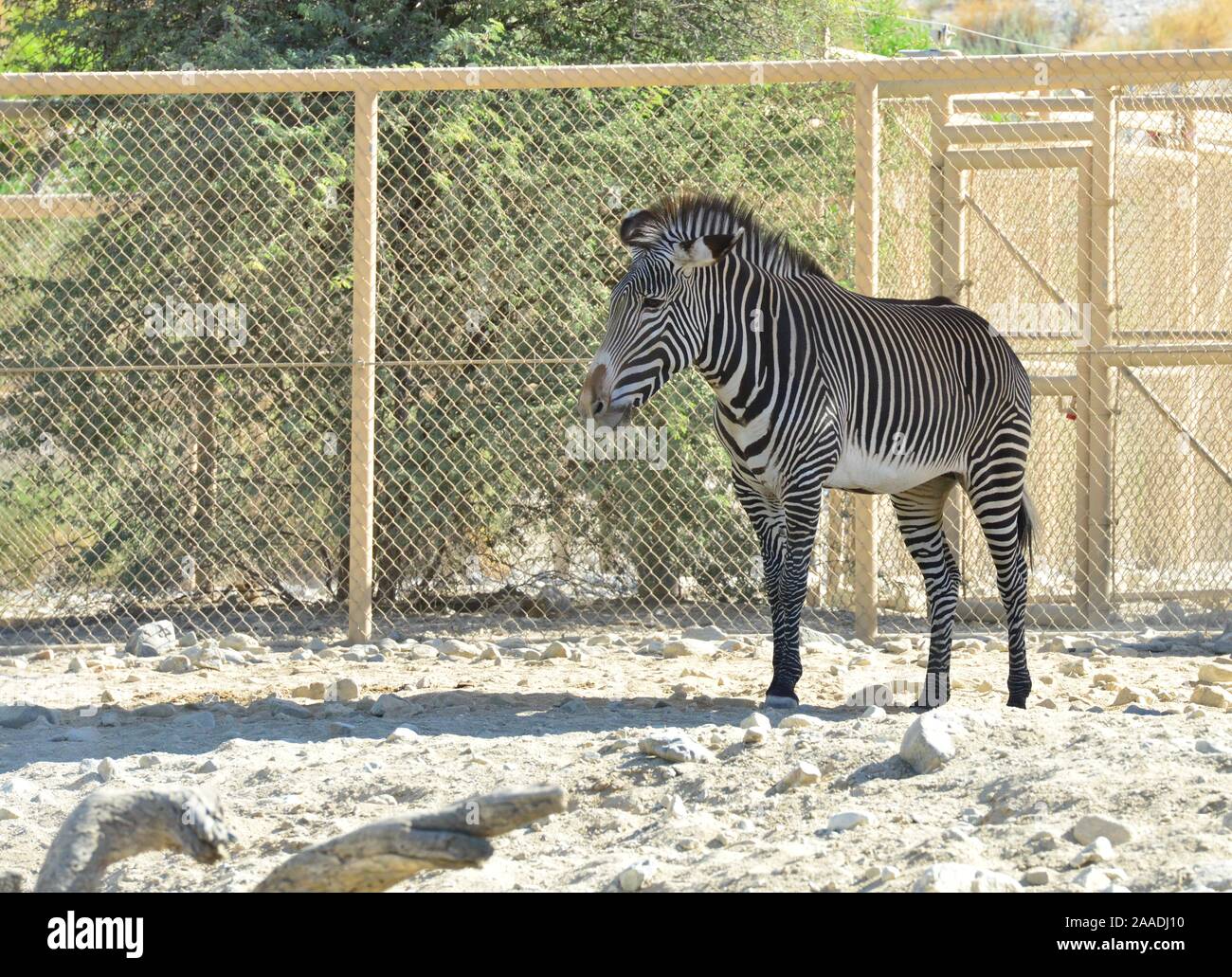 Zebras In Zoo Enclosure High Resolution Stock Photography and Images ...