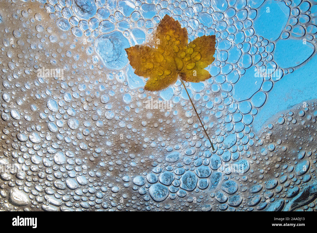 Underwater plant bubbles hi-res stock photography and images - Alamy