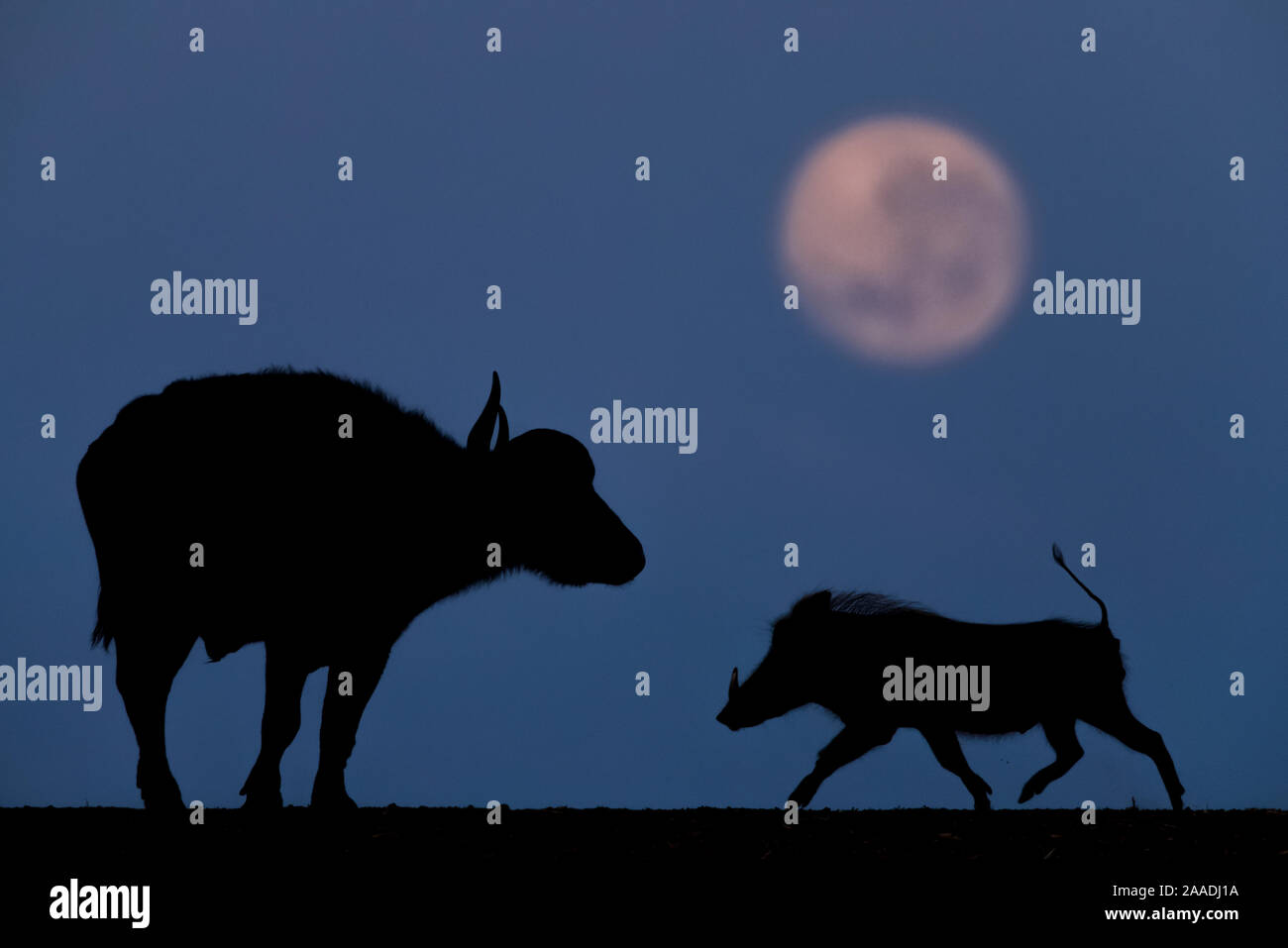 African animals with full moon hi-res stock photography and images - Alamy