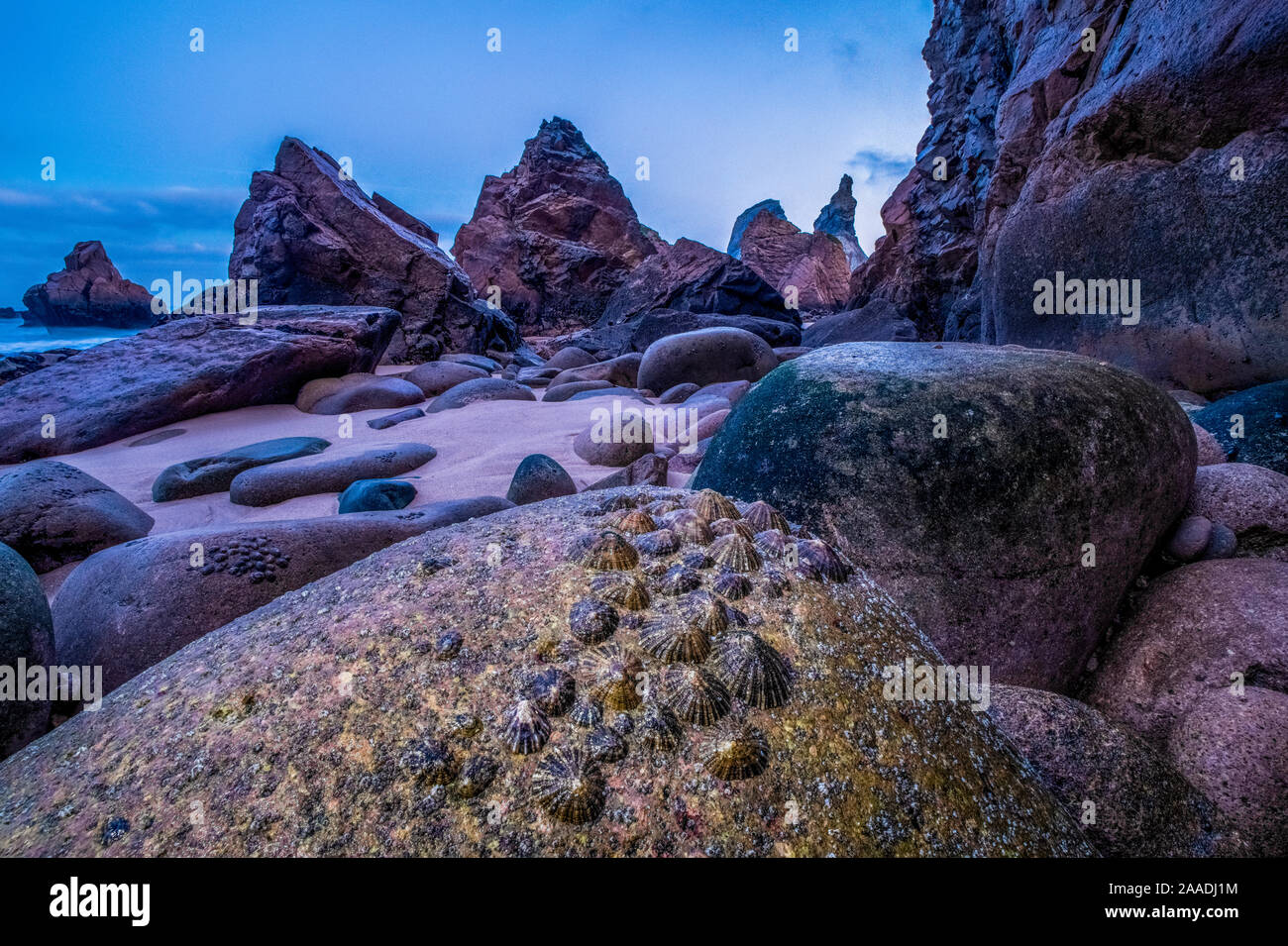 Limpet in water hi-res stock photography and images - Alamy