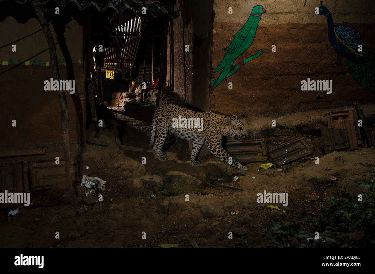 Leopard (Panthera pardus fusca) walking in alley between houses. Aarey ...