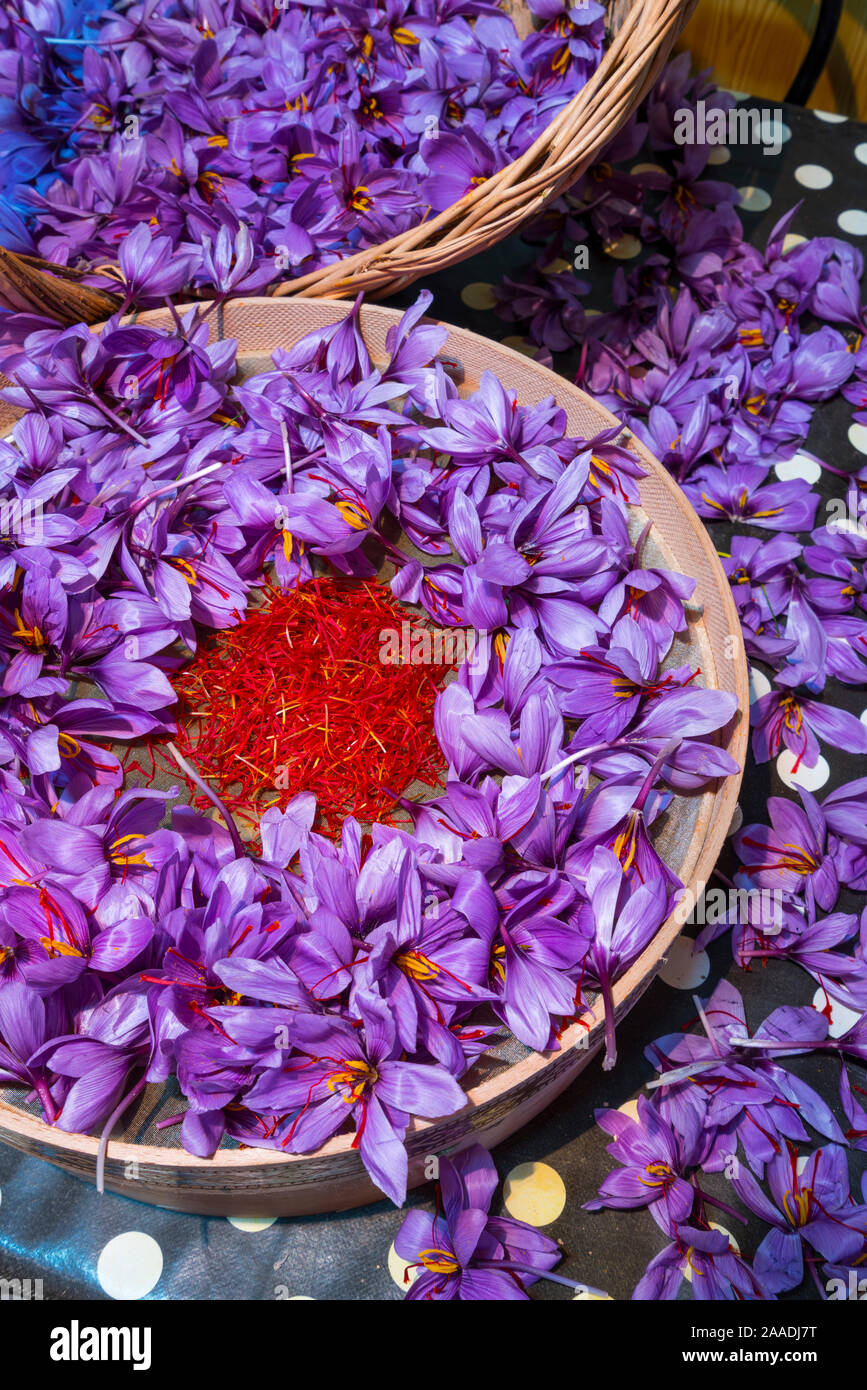Crocus sativus container hi-res stock photography and images - Alamy