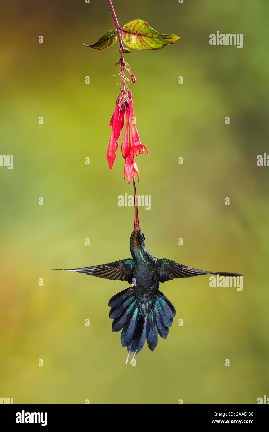 Green hermit hummingbird (Phaethornis guy), Costa Rica Stock Photo - Alamy