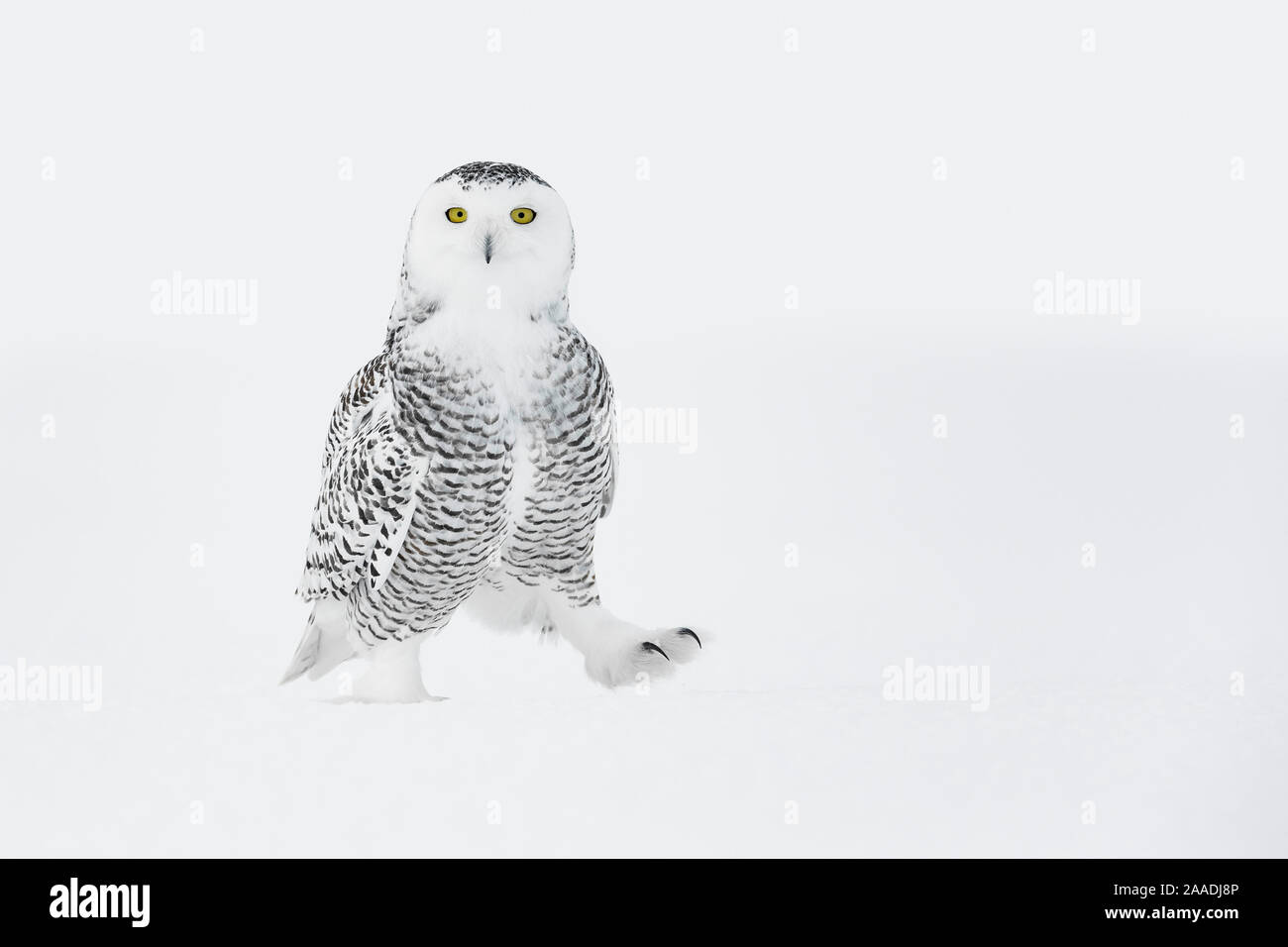 One foot raised hi-res stock photography and images - Alamy