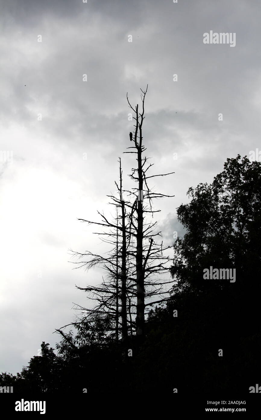 Creepy horror like silhouette of raven sitting on branch of old tall ...