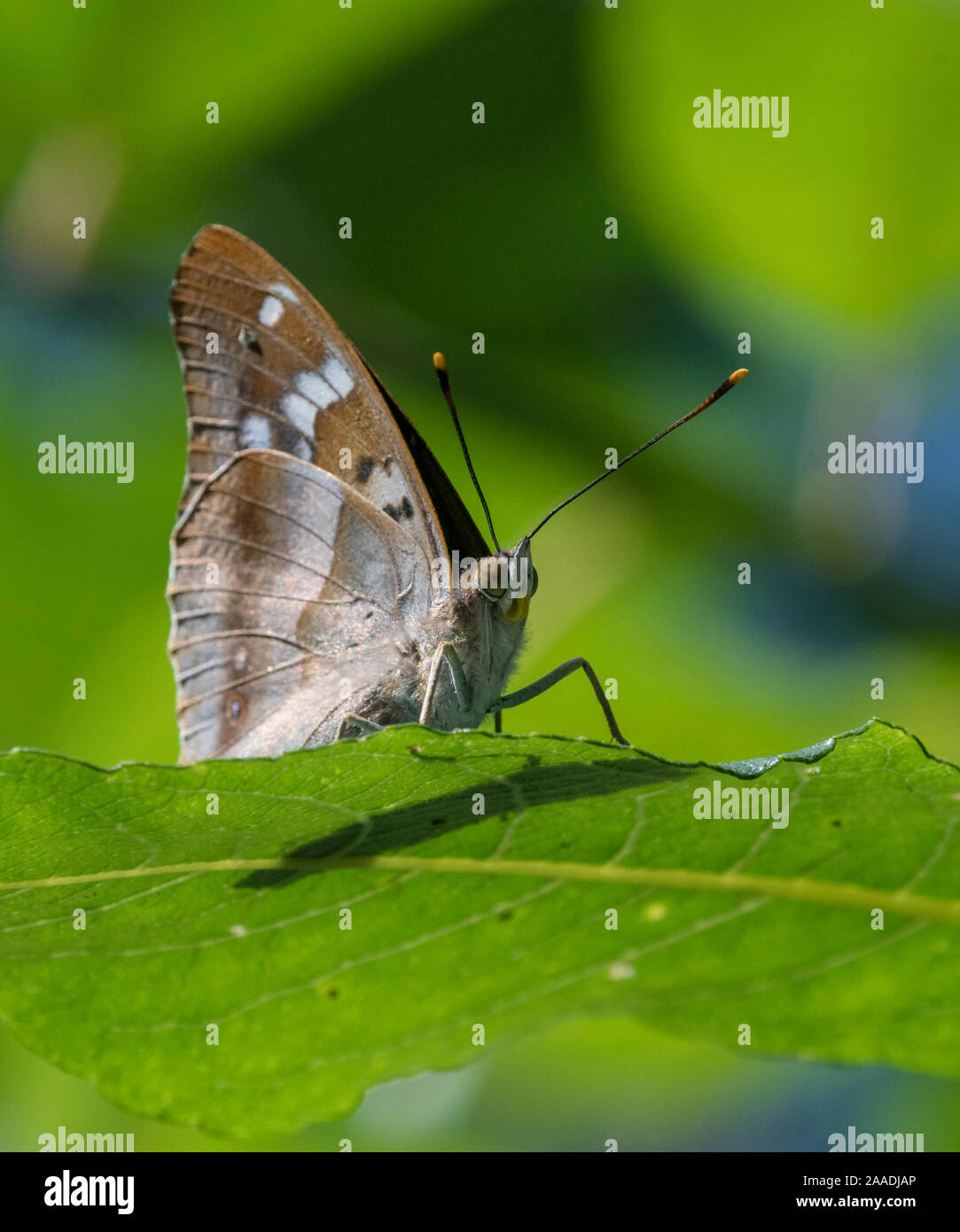 Lesser purple emperor butterfly (Apatura ilia), sitting on a leaf ...