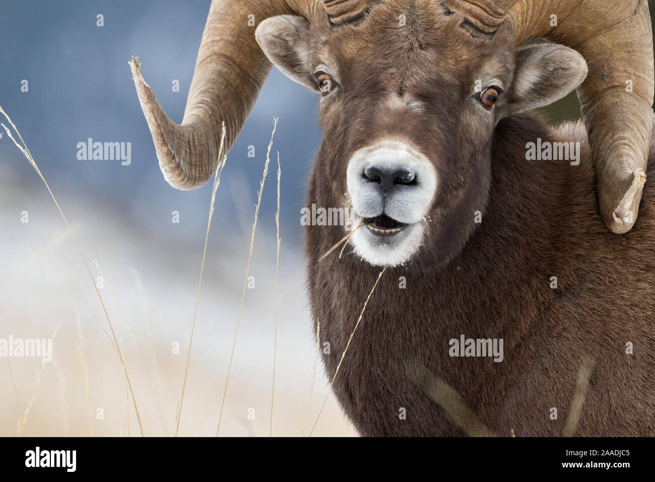 Ram eating hi-res stock photography and images - Alamy