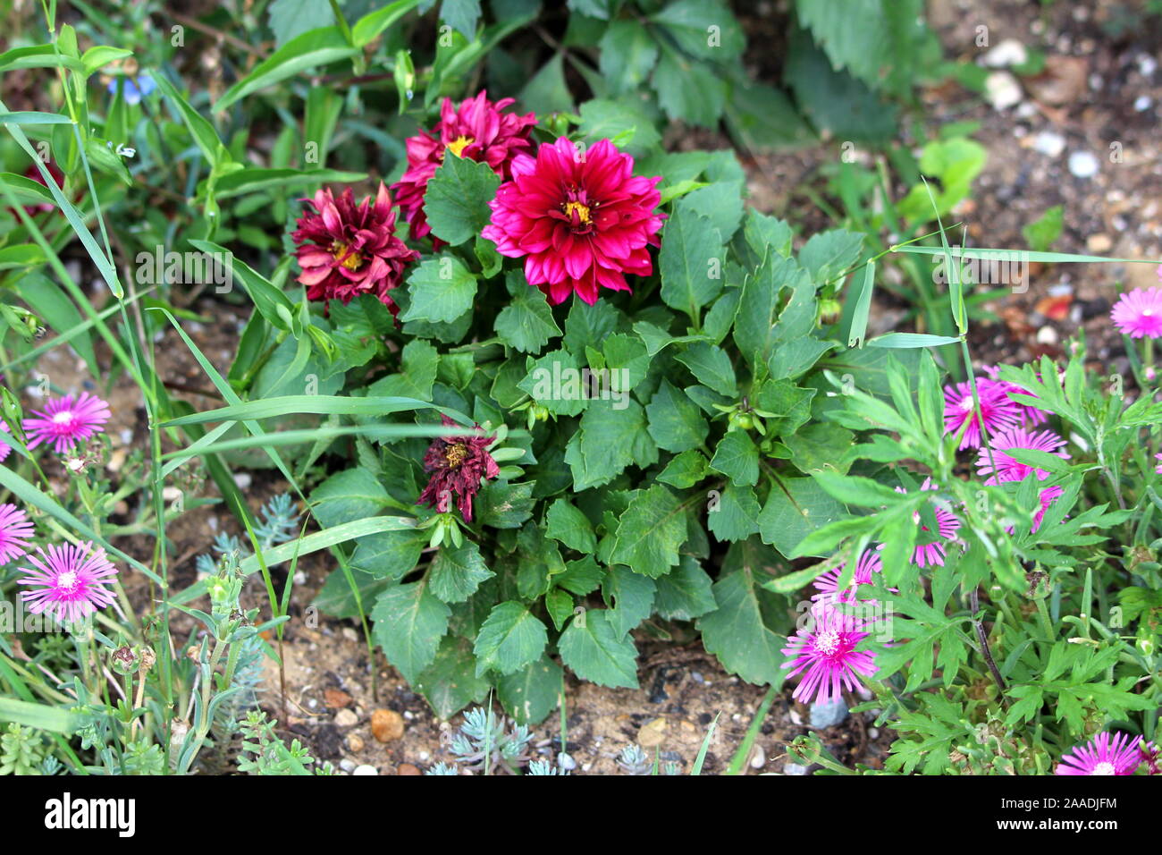 Multiple layers of petals hi-res stock photography and images - Alamy