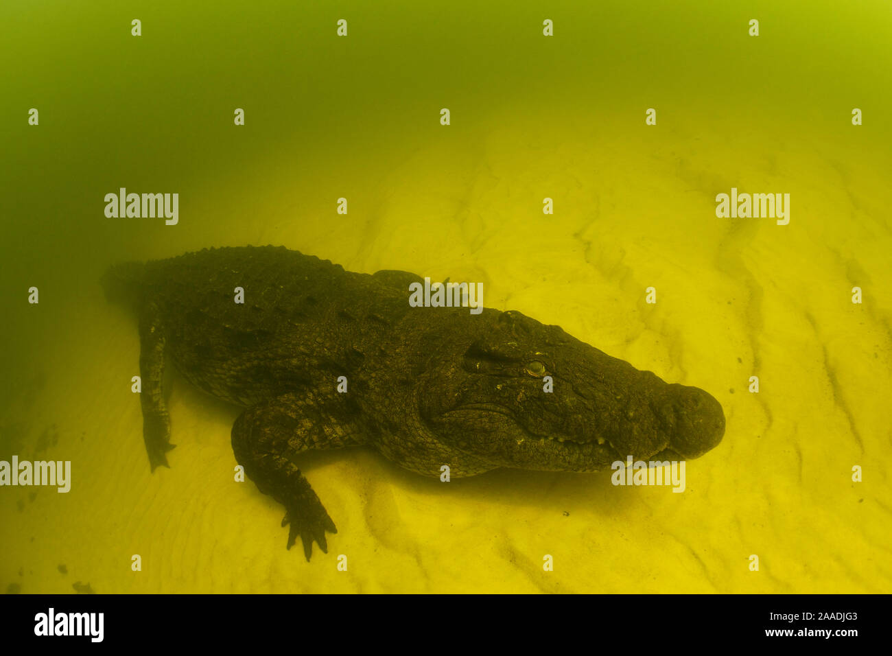 Nile Crocodile Underwater