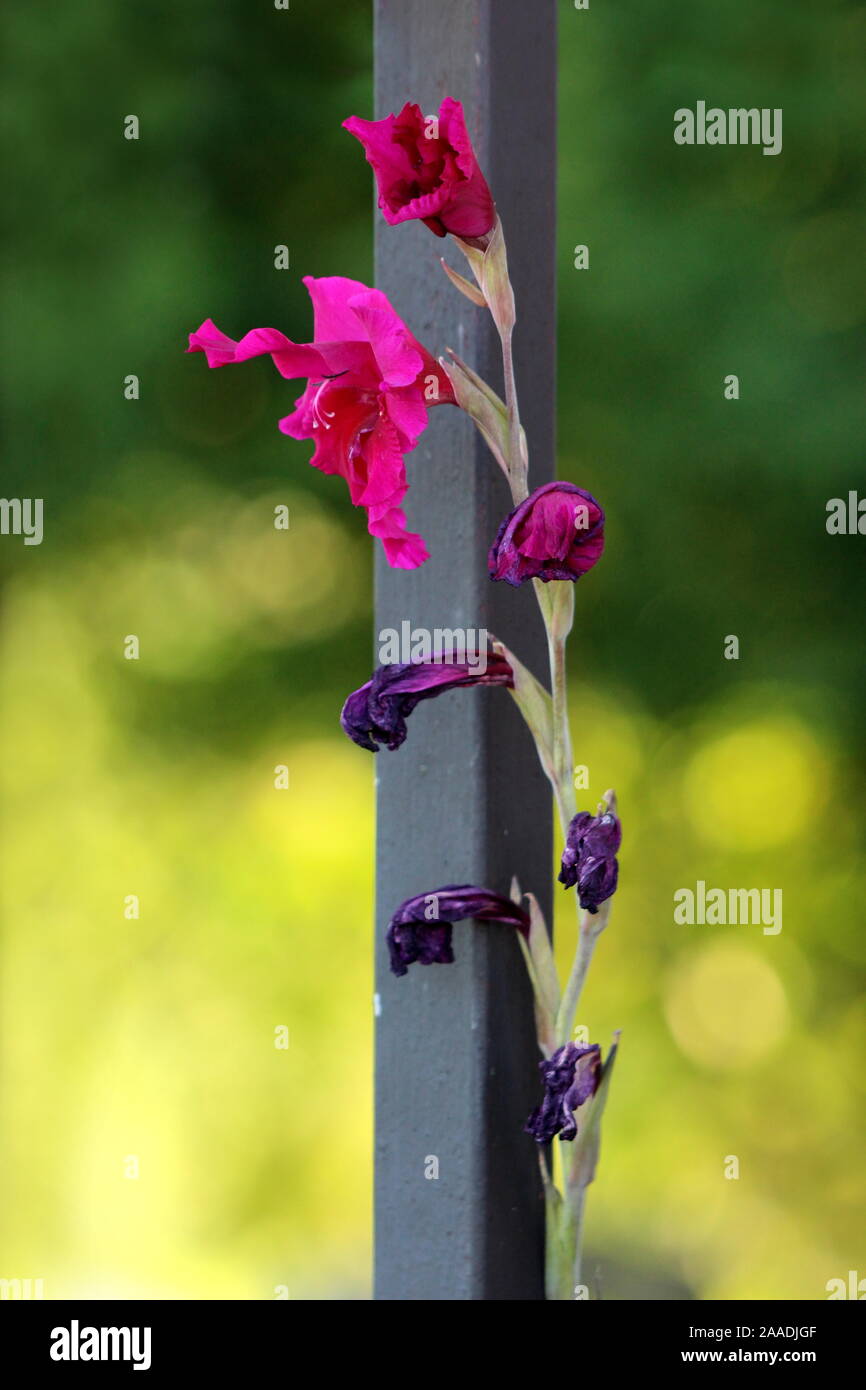 Shriveled flowers hi-res stock photography and images - Alamy