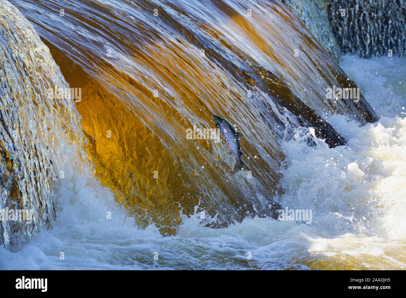 Atlantic salmon (Salmo salar) jumping up waterfall during spawning ...