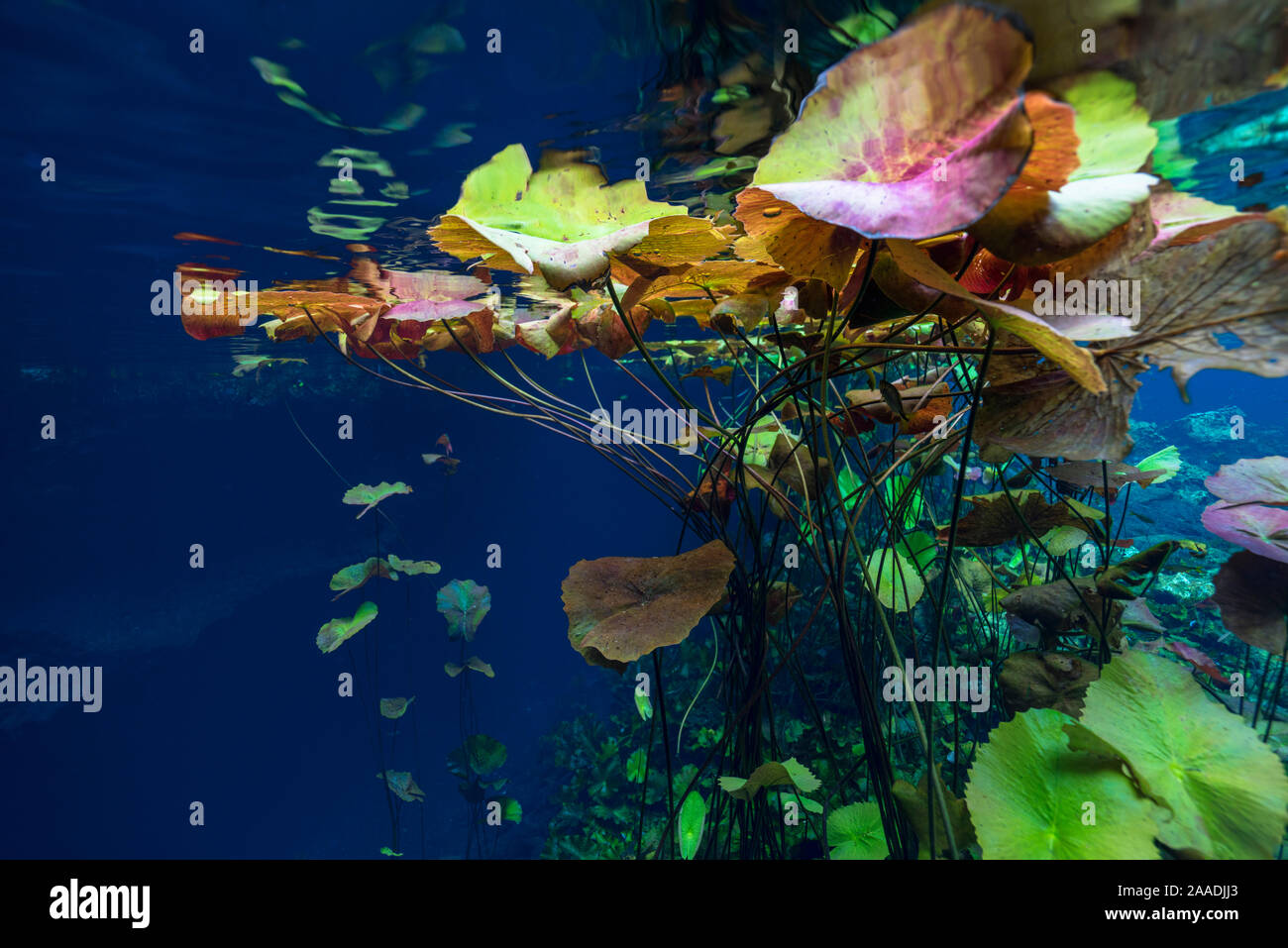 Water lilies in the Cenote Nicte Ha, Quintana Roo, Yucatan Peninsula ...