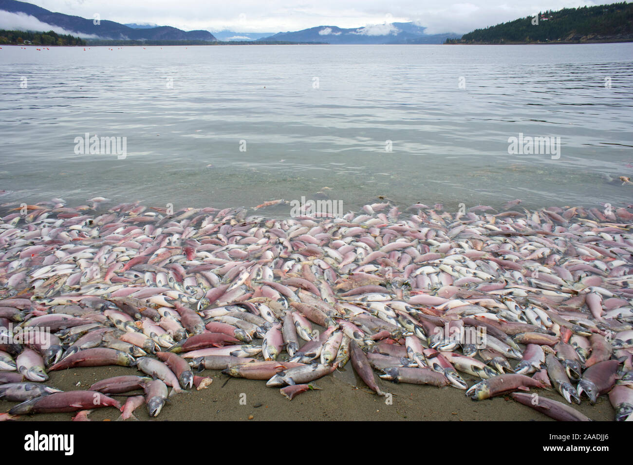 Mass of dead Sockeye Salmon (Oncorhynchus nerka) after spawning ...