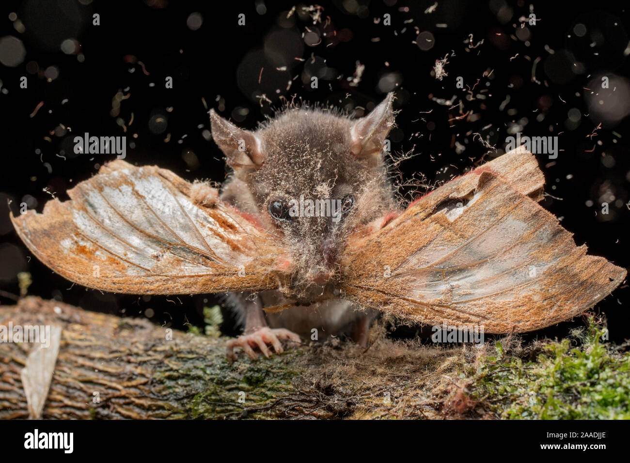 Juvenile Andean mouse opossum (Marmosops impavidus) eating a moth, El ...