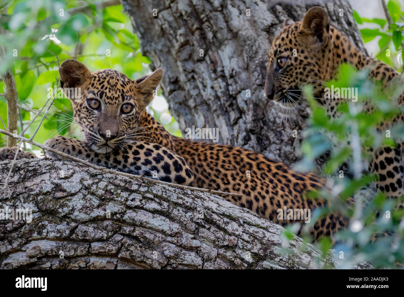 Sri Lankan Leopard Cubs