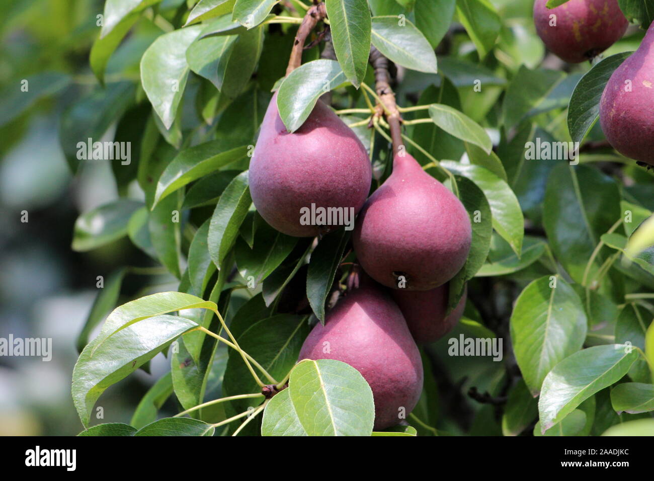 Deciduous Red Sensation Bartlett or Pyrus communis sensation or Pyrus ...