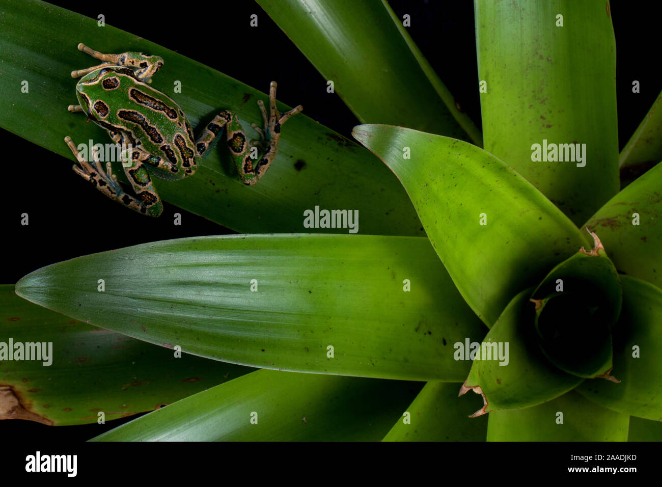 Riobamba marsupial frogs hi-res stock photography and images - Alamy