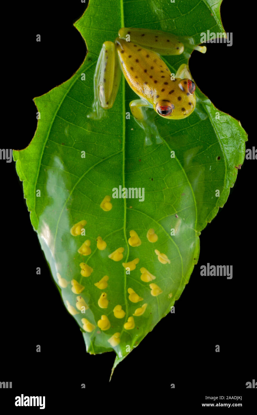 Coastal glassfrog (Cochranella litoralis) on leaf with eggs. San ...