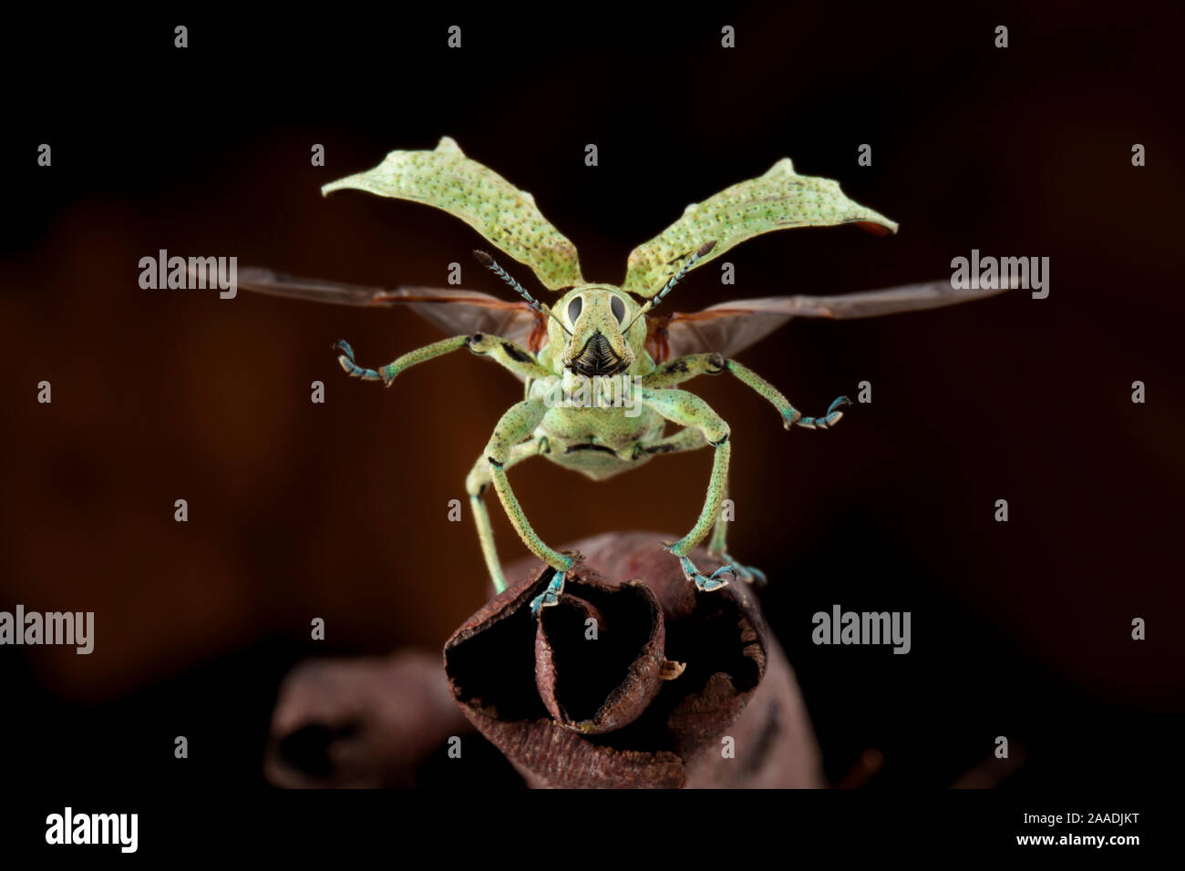 Broad-nosed weevil (Compsus sp.) about to take off with wing elytra ...